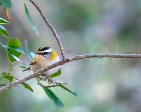 Faune France | Fondation VINCI Autoroutes